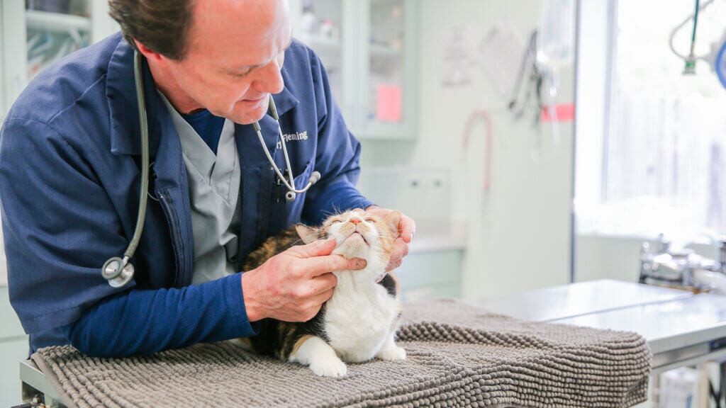 Homepage Archives - Deer Grove Vet Clinic