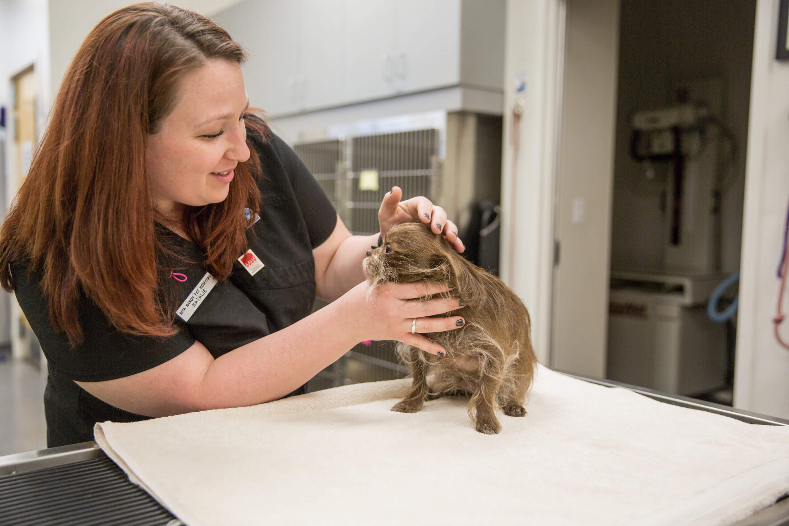 Blog - Deer Grove Vet Clinic