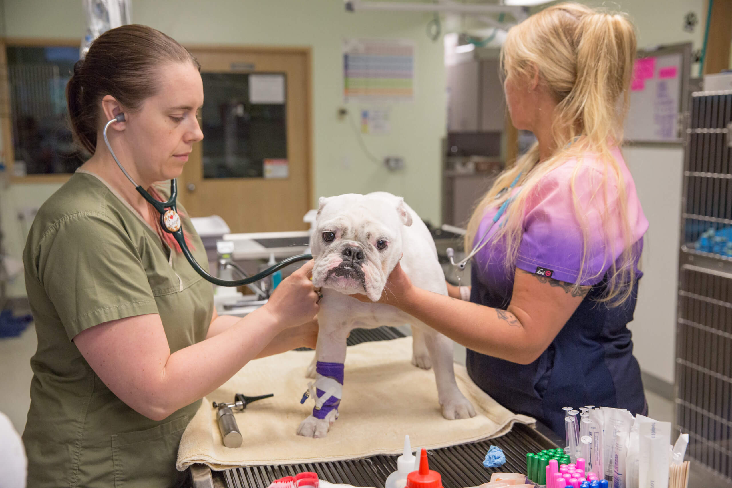 Careers - Deer Grove Vet Clinic